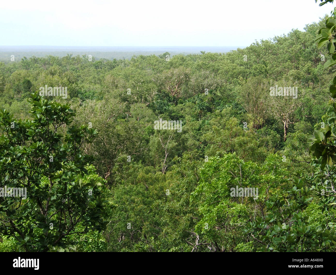 Eucalyptus forest Kakadu national park, World heritage UNESCO National ...