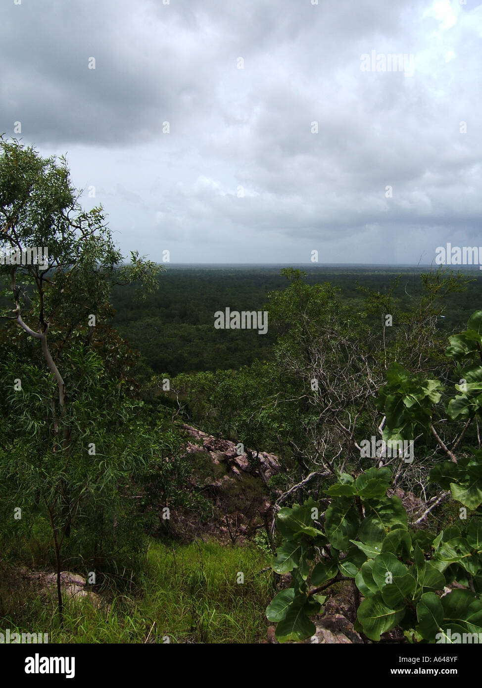 Eucalyptus forest Kakadu National Park Northern Territory Australia ...
