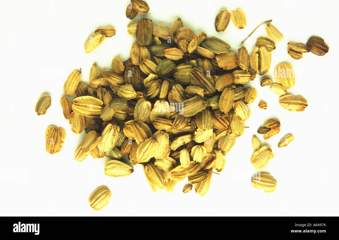Angelika Angelikafrüchte Angelica sinensis Angelica seeds fruits Stock ...
