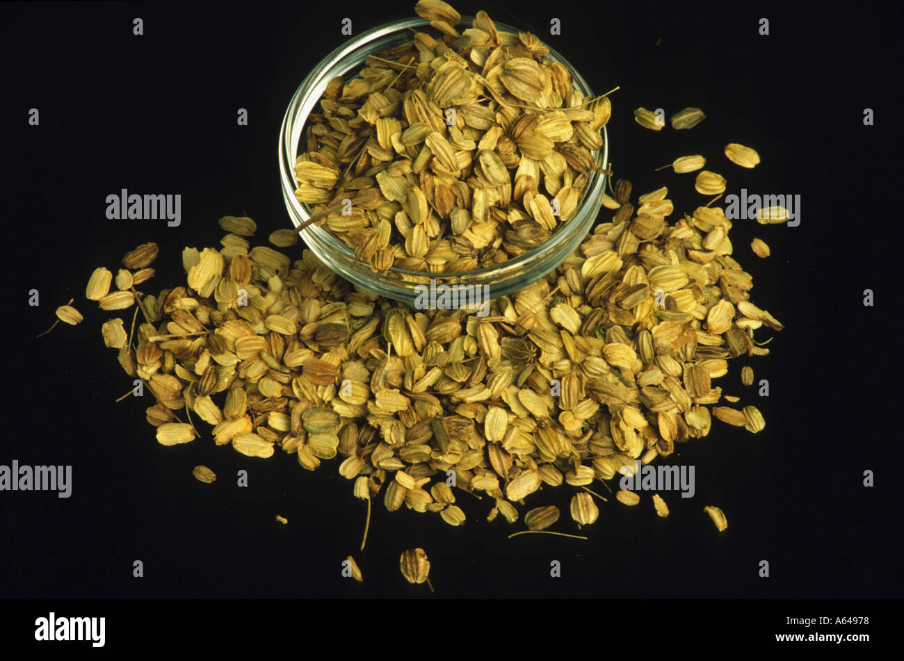 Angelica sinensis hi-res stock photography and images - Alamy