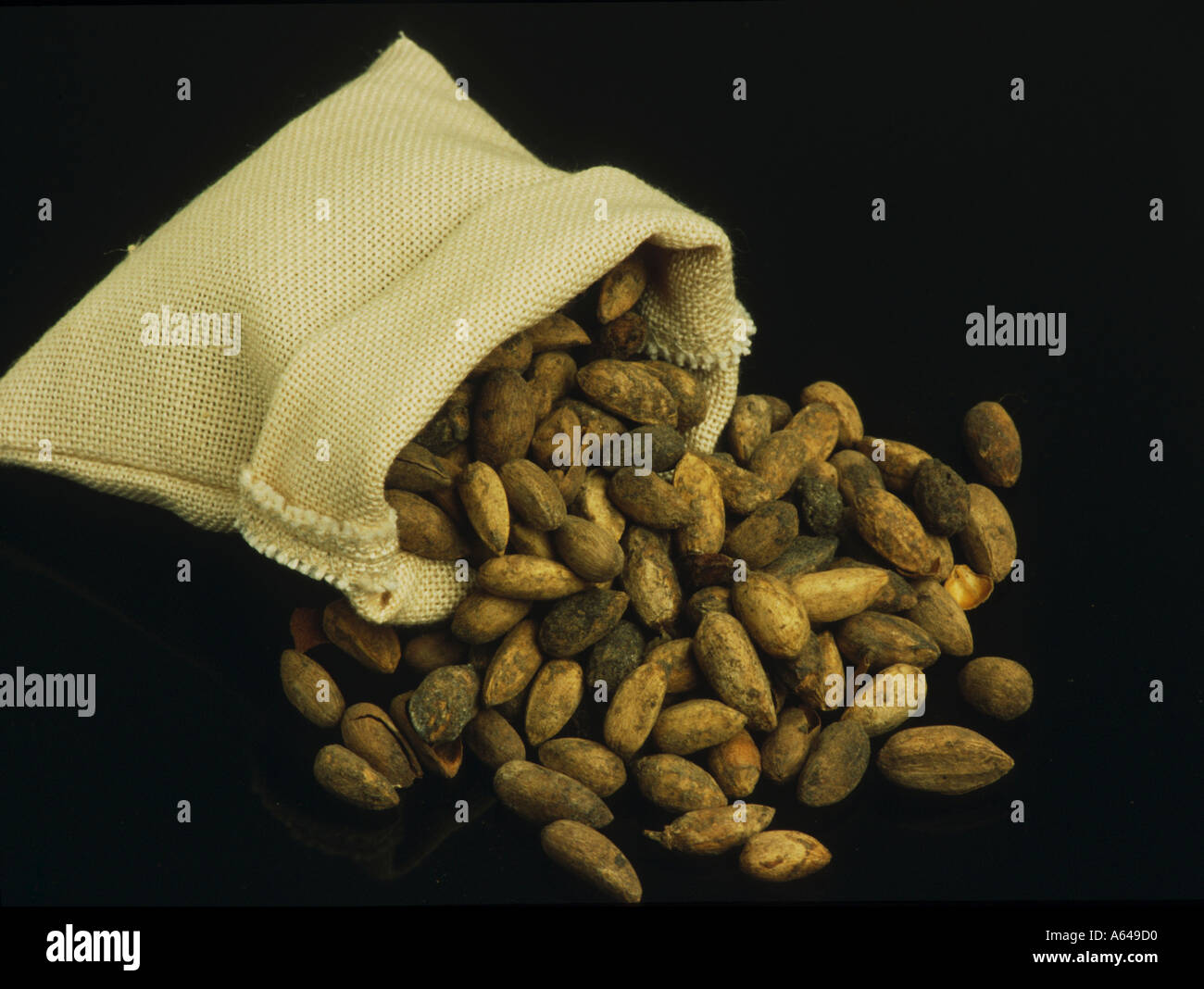 Neem Azadirachta indica seed for medicinale use Stock Photo - Alamy