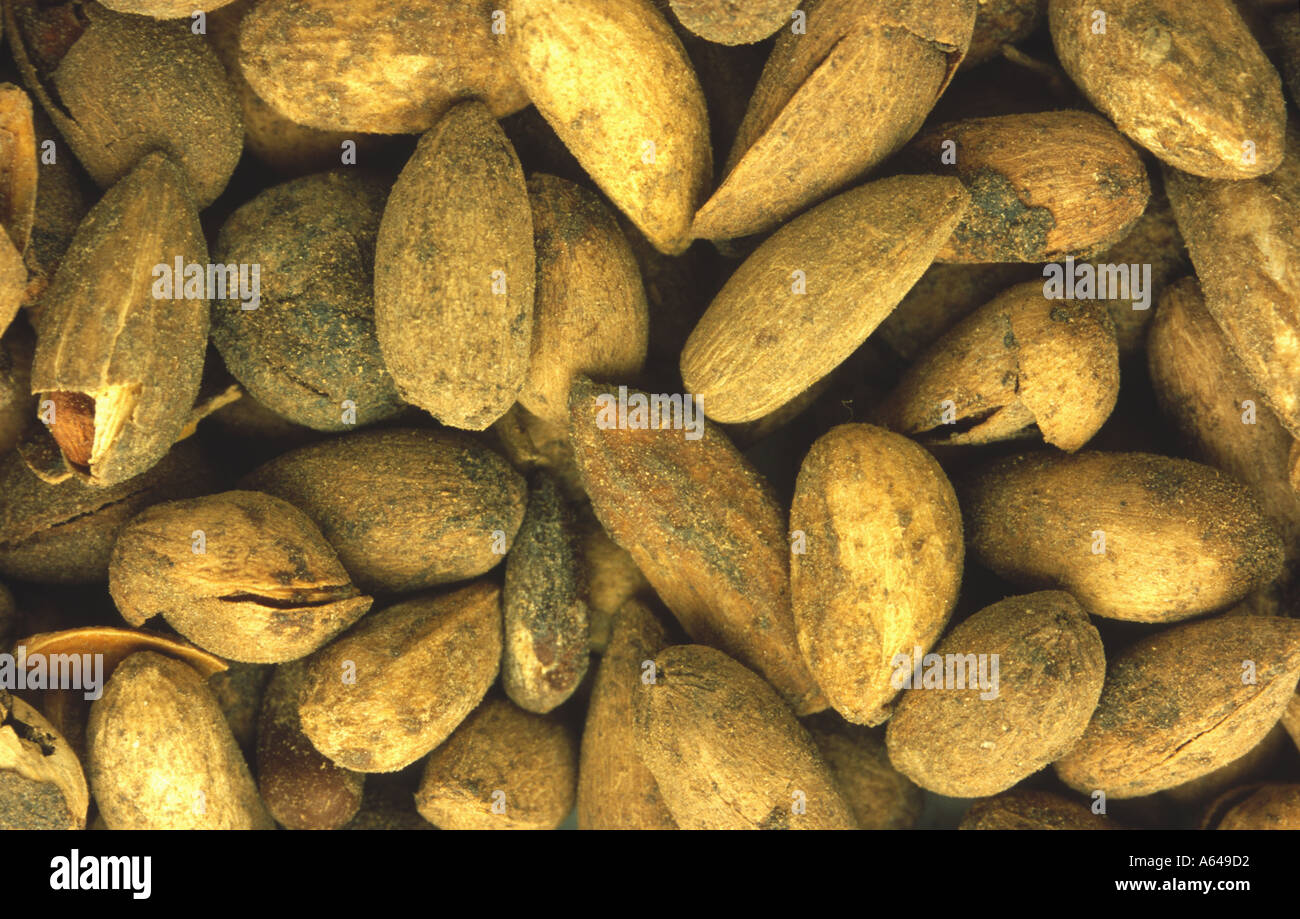 Neem Azadirachta indica seed for medicinale use Stock Photo - Alamy