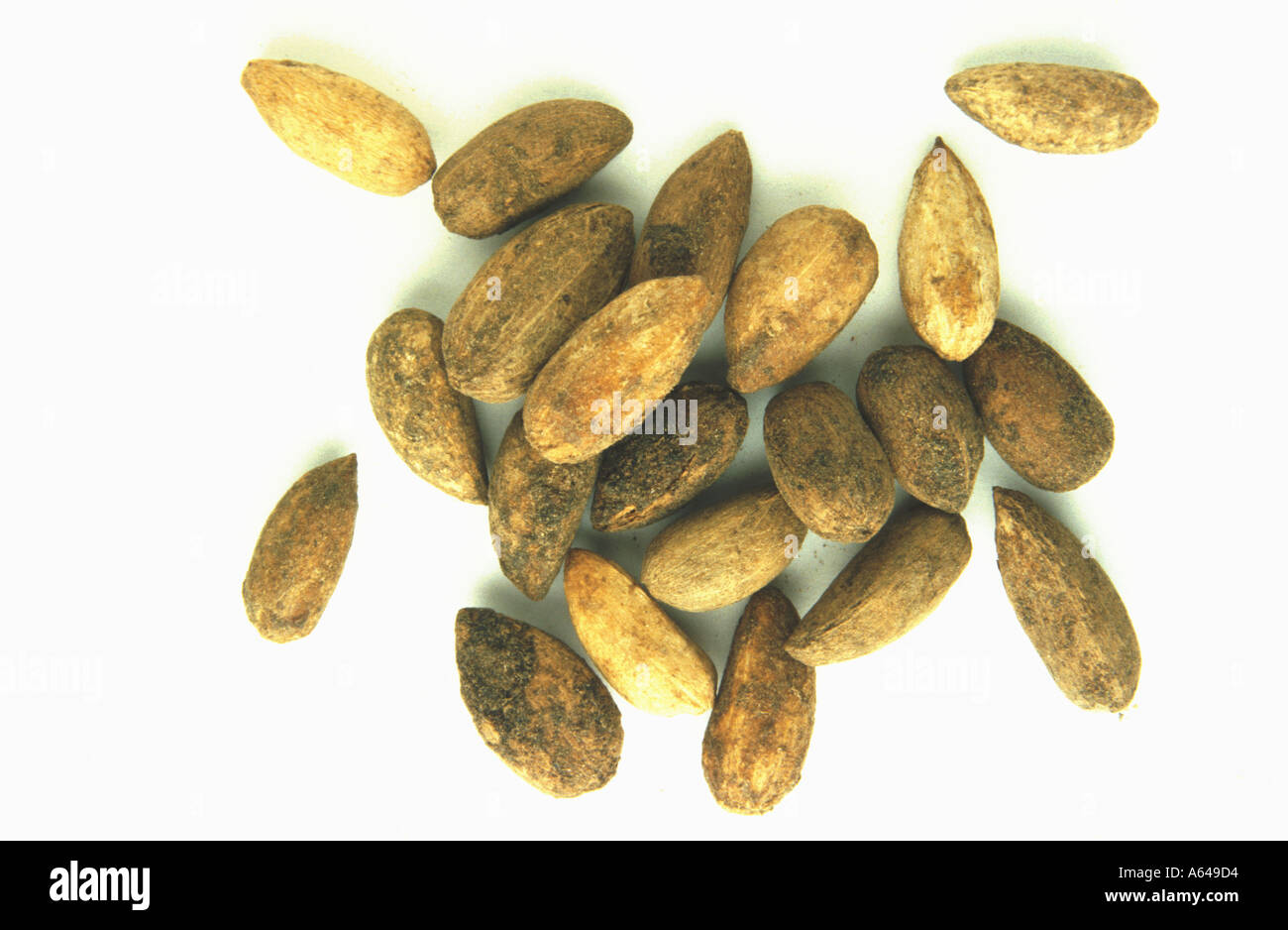 Neem Azadirachta indica seed for medicinale use Stock Photo - Alamy