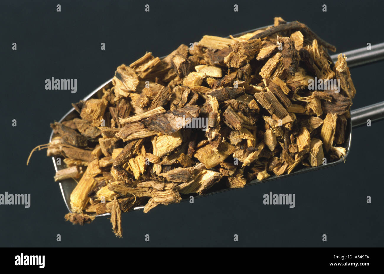Süßholz wurzel Glycyrrhiza glabra Stock Photo - Alamy