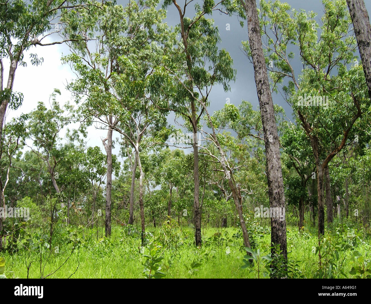 Eucalyptus forest Kakadu National Park Northern Territory Australia ...