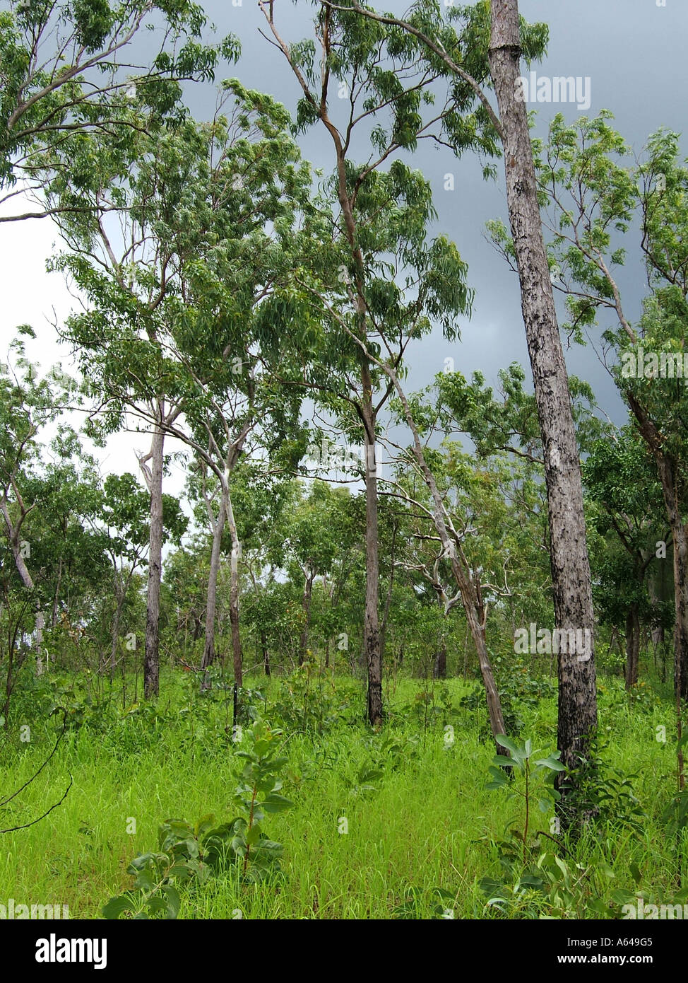 Eucalyptus forest Kakadu National Park Northern Territory Australia ...