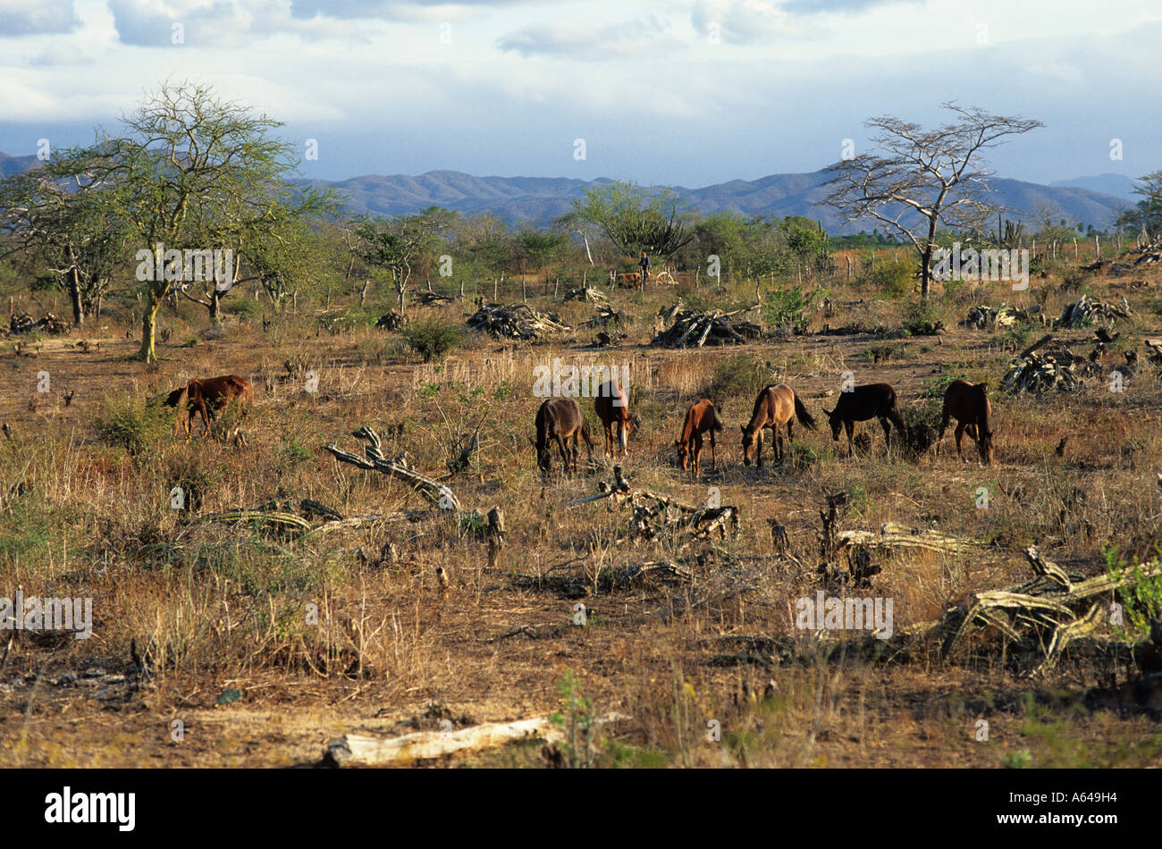 Mexico Oaxaca Istmo de Tehuantepec Ixtepec Stock Photo - Alamy