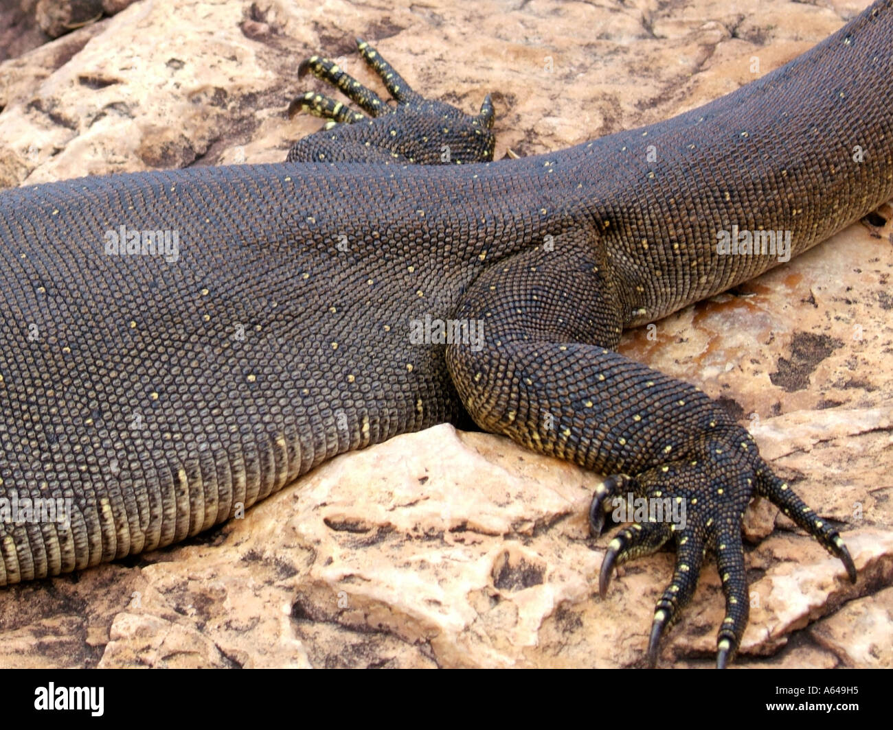 Goanna or Sand monitor Kakadu National Park Northern Territory ...