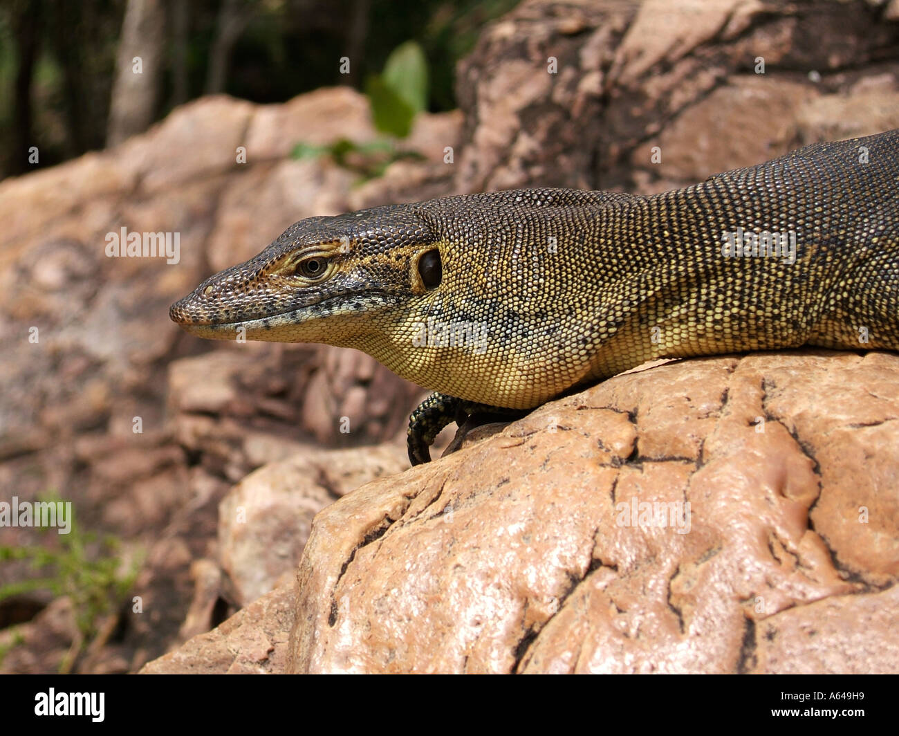 Green monitor lizard hi-res stock photography and images - Alamy