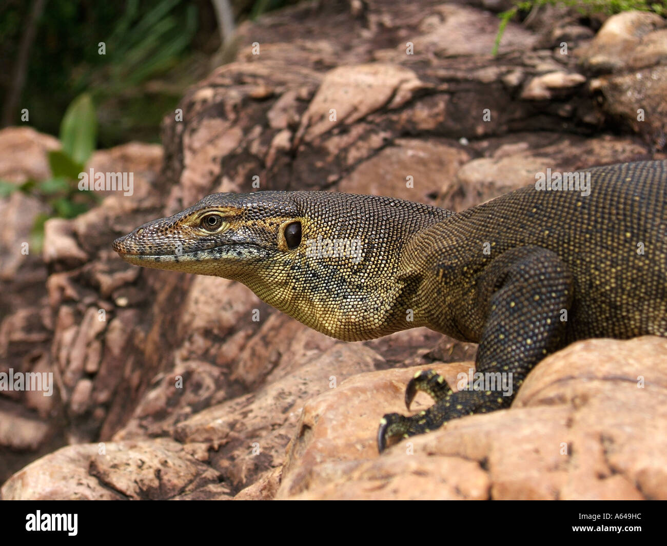 Goanna or Sand monitor Kakadu National Park Northern Territory ...