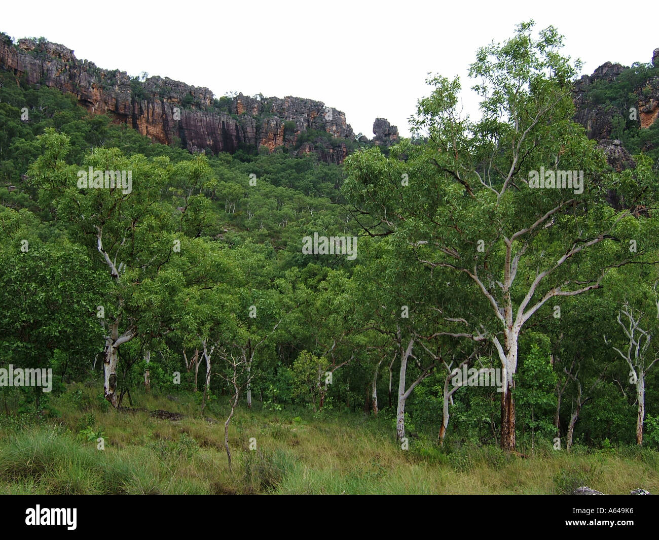 Eucalyptus forest Kakadu National Park Northern Territory Australia ...