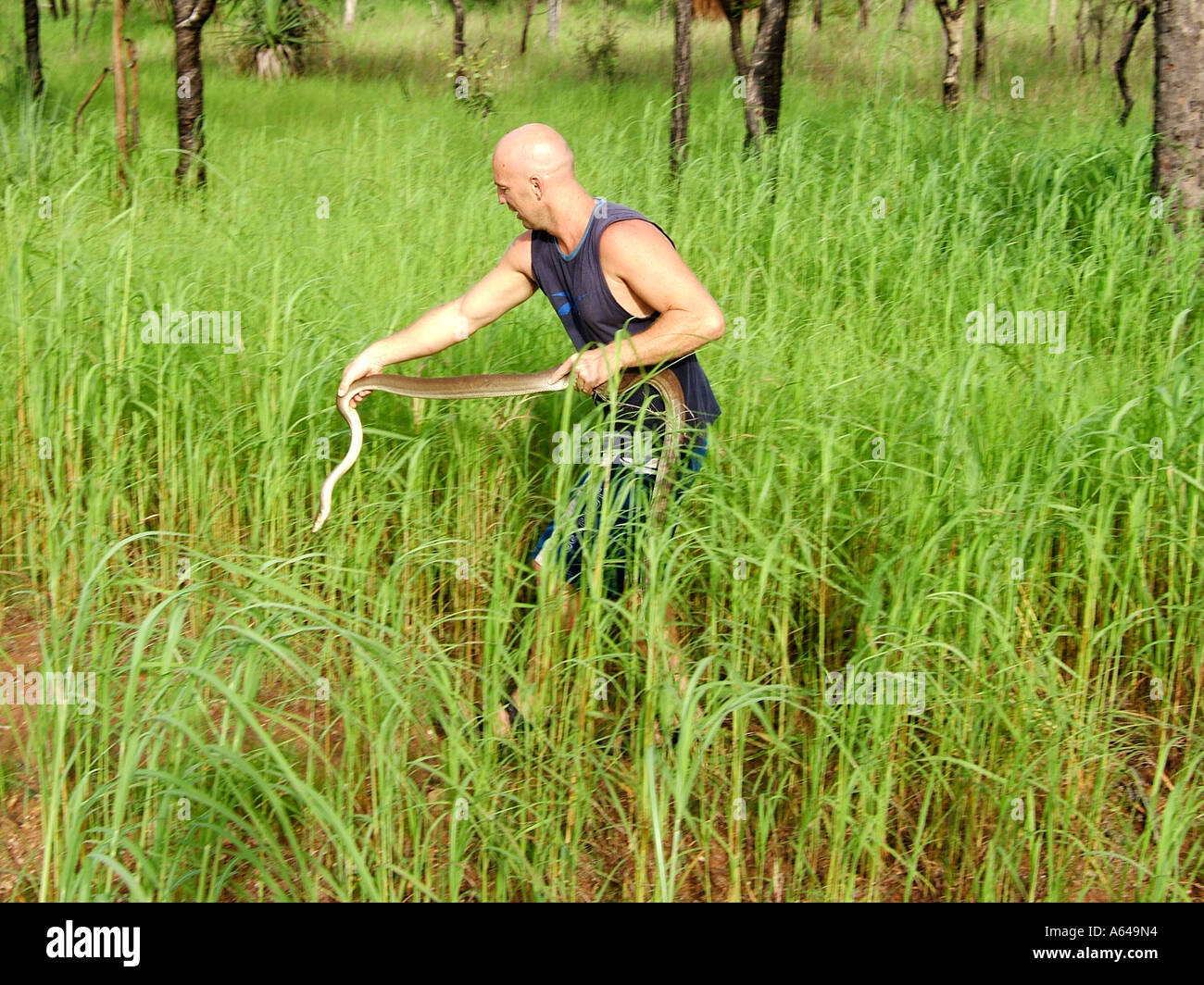 Snake guide with a olive python, Kakadu National Park Northern ...