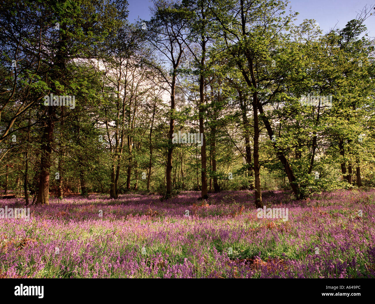 Bluebells in Temple Newsam park near Leeds West Yorkshire Stock Photo ...