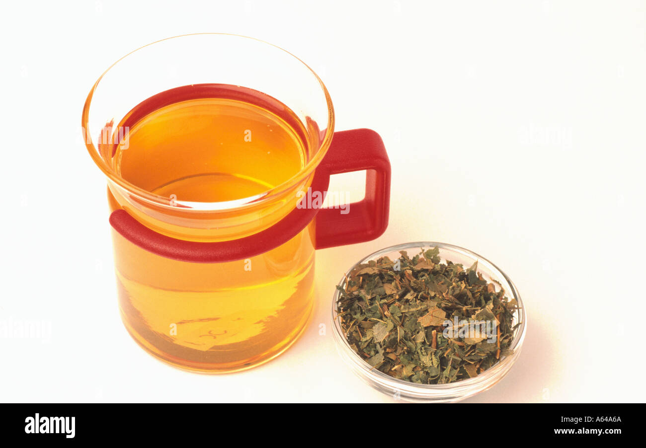 Kastanienblättertee Roßkastanie Aesculus hippocastanum chestnut Tea ...