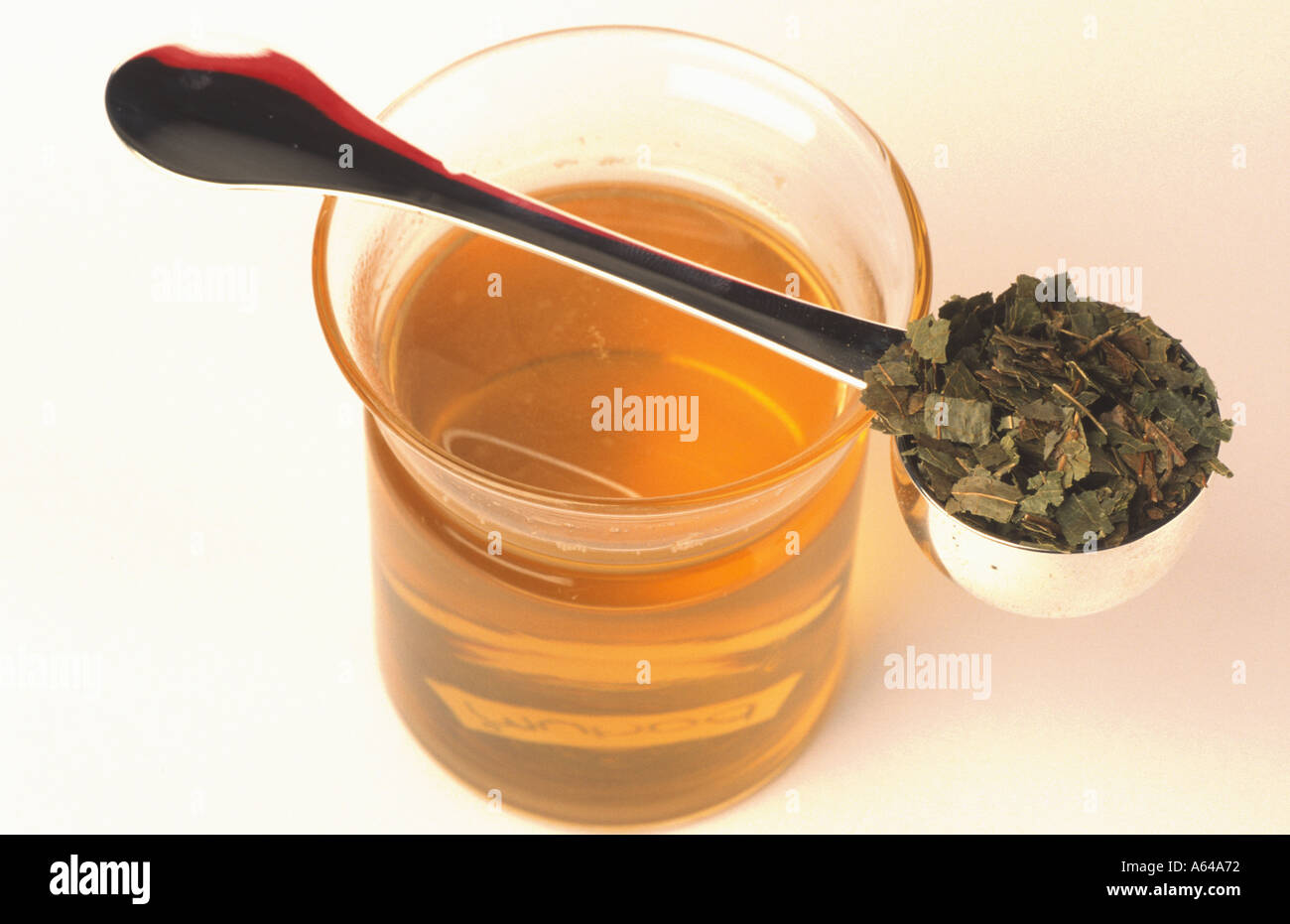 Hamamelistee Hamamelis virgiana Tea made of Witch Hazel leaves Stock ...