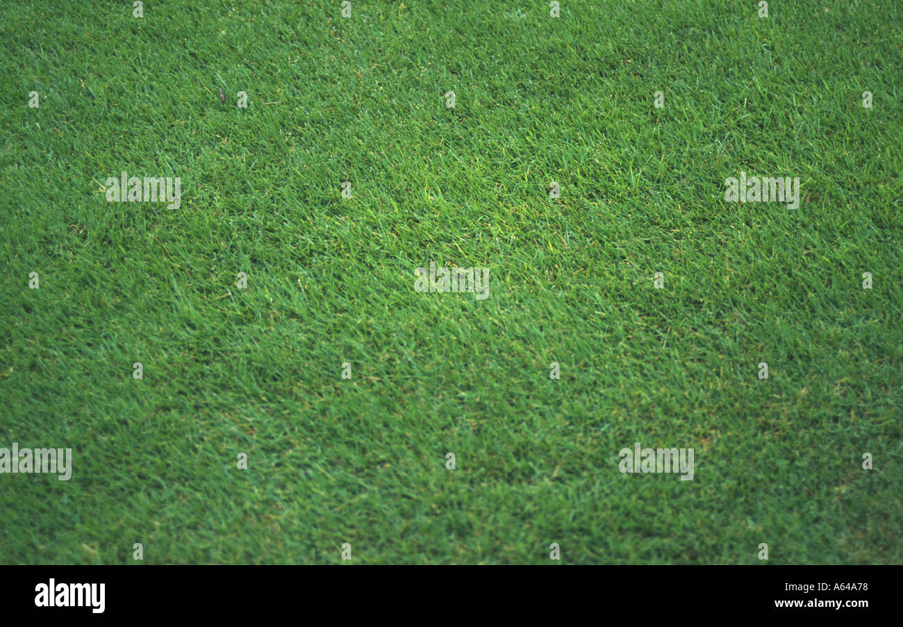 grass green surface grassy grass grow over blades of grass Stock Photo ...