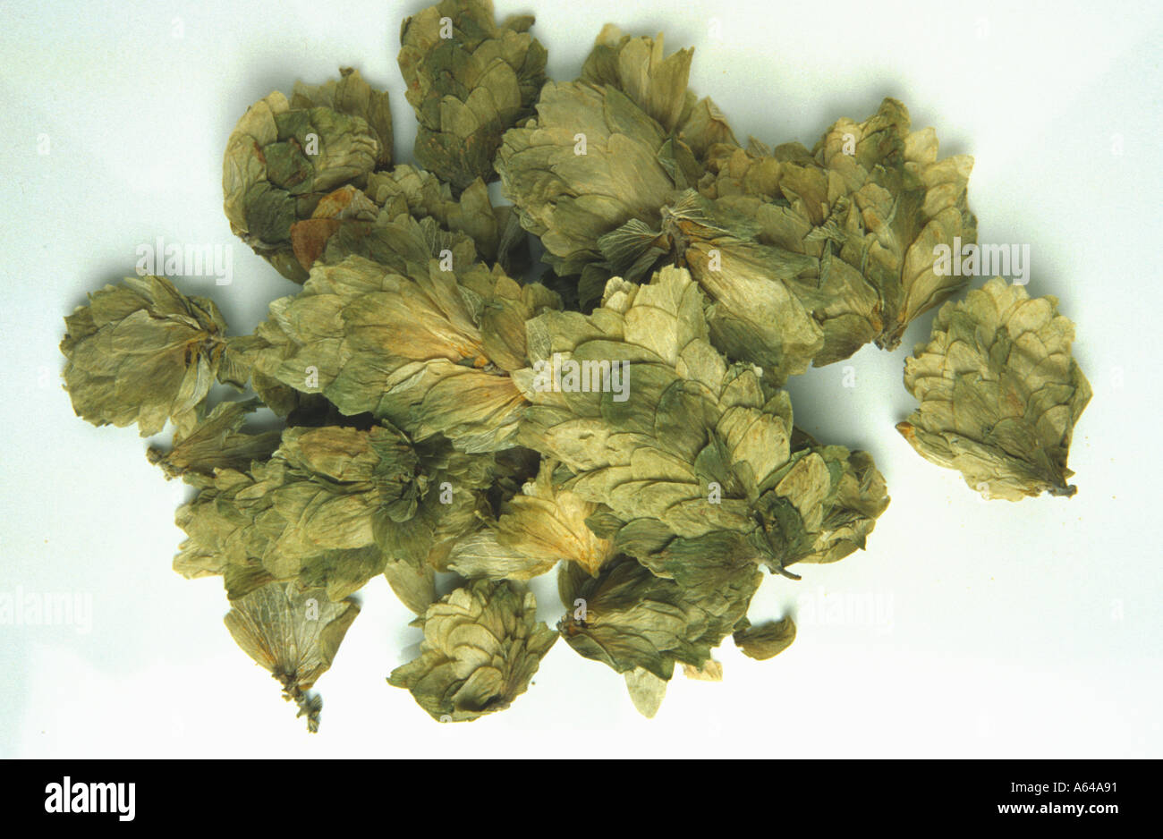Hopfen Hop humulus lupulus for making beer Stock Photo - Alamy