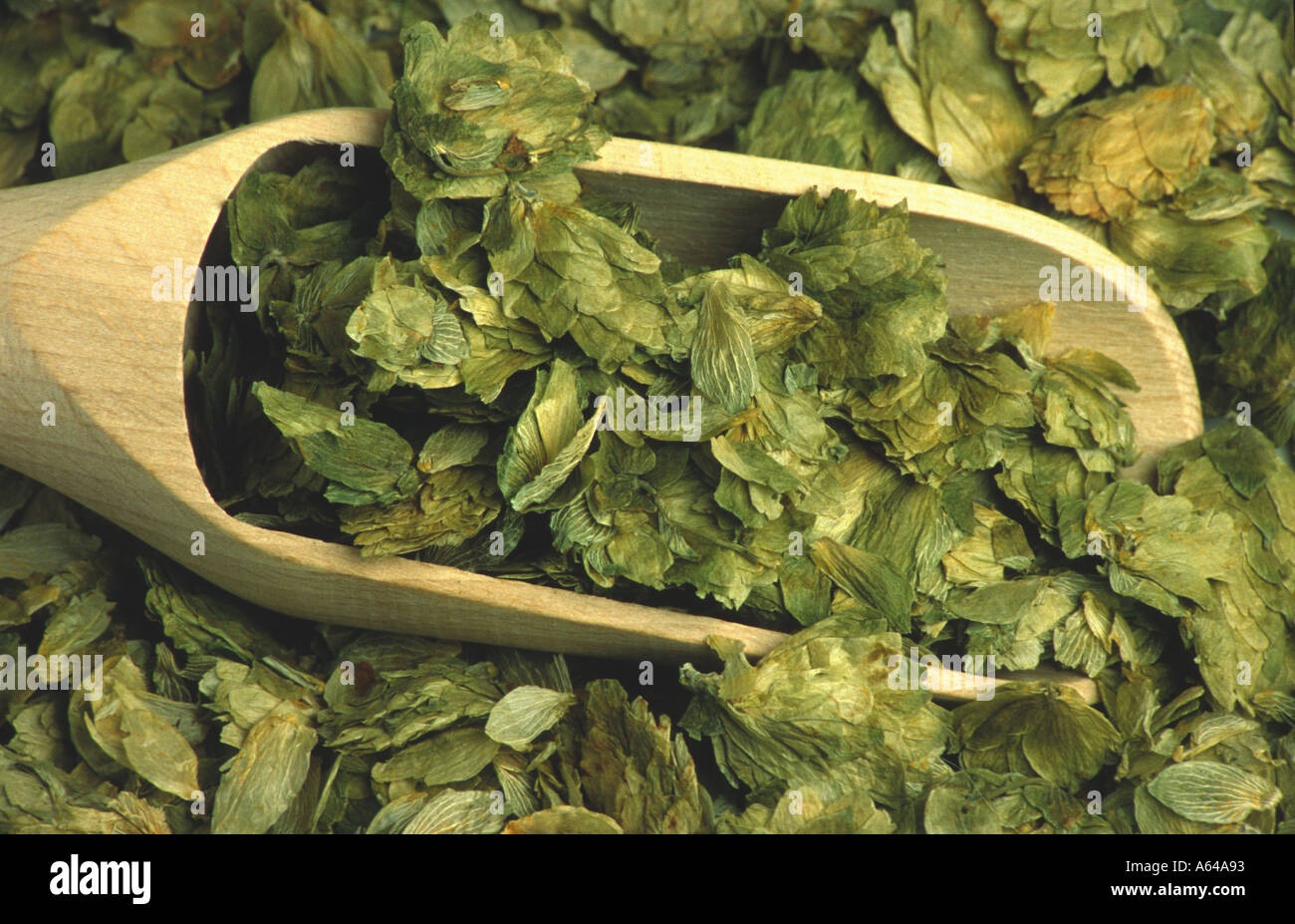 Hopfen Hop humulus lupulus for making beer Stock Photo - Alamy