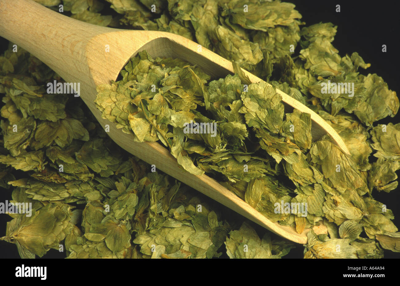Hopfen Hop humulus lupulus for making beer Stock Photo - Alamy