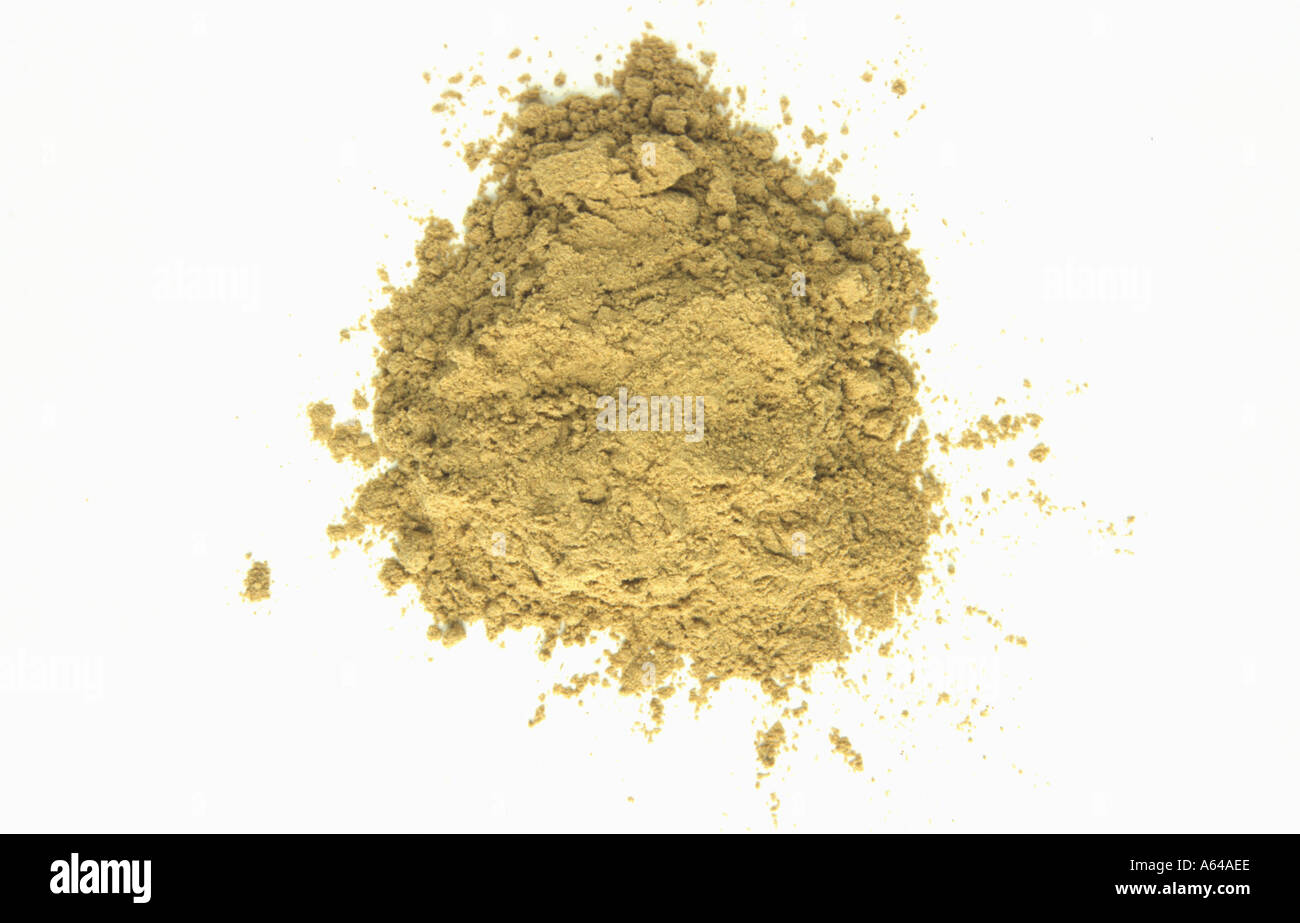 Theriak Katzengamander Cat Thyme Marum Teucrium marum Theriac powder ...