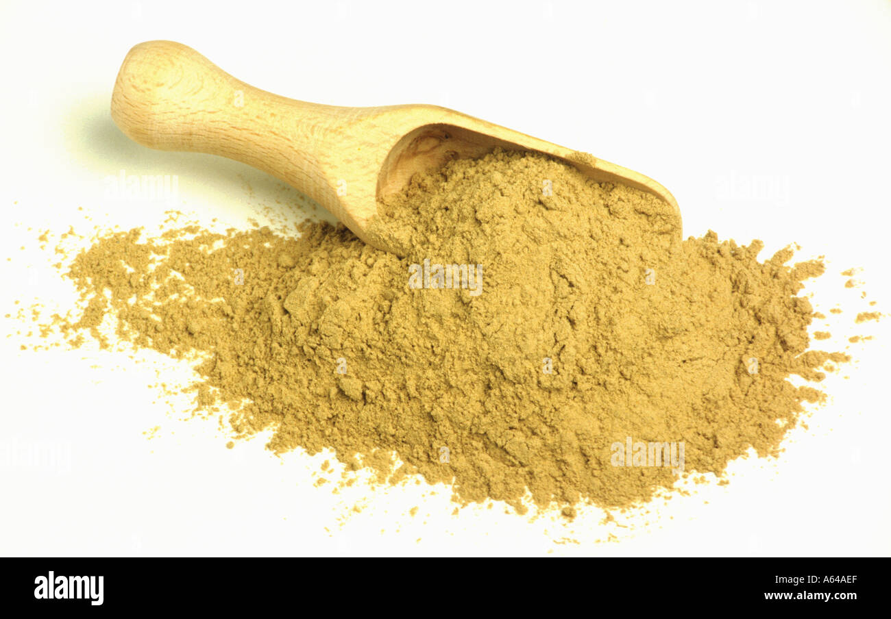 Theriak Katzengamander Teucrium marum Theriac powder Cat Thyme Marum ...