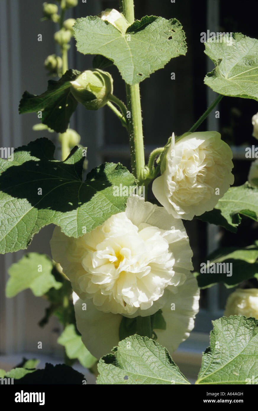 Double hollyhocks hi-res stock photography and images - Alamy