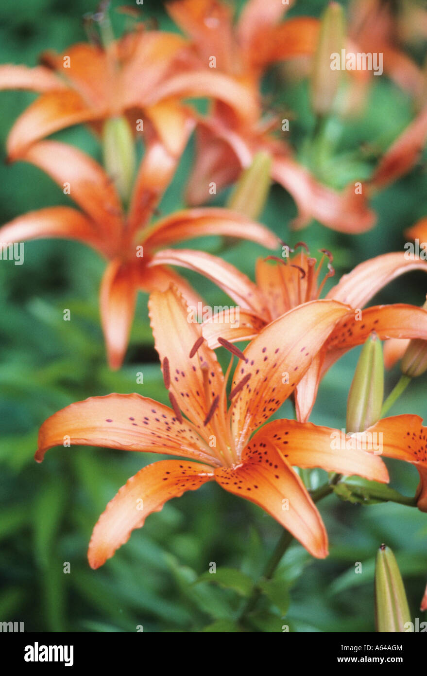 Multiple Blooming Orange Lilies Stock Photo - Alamy