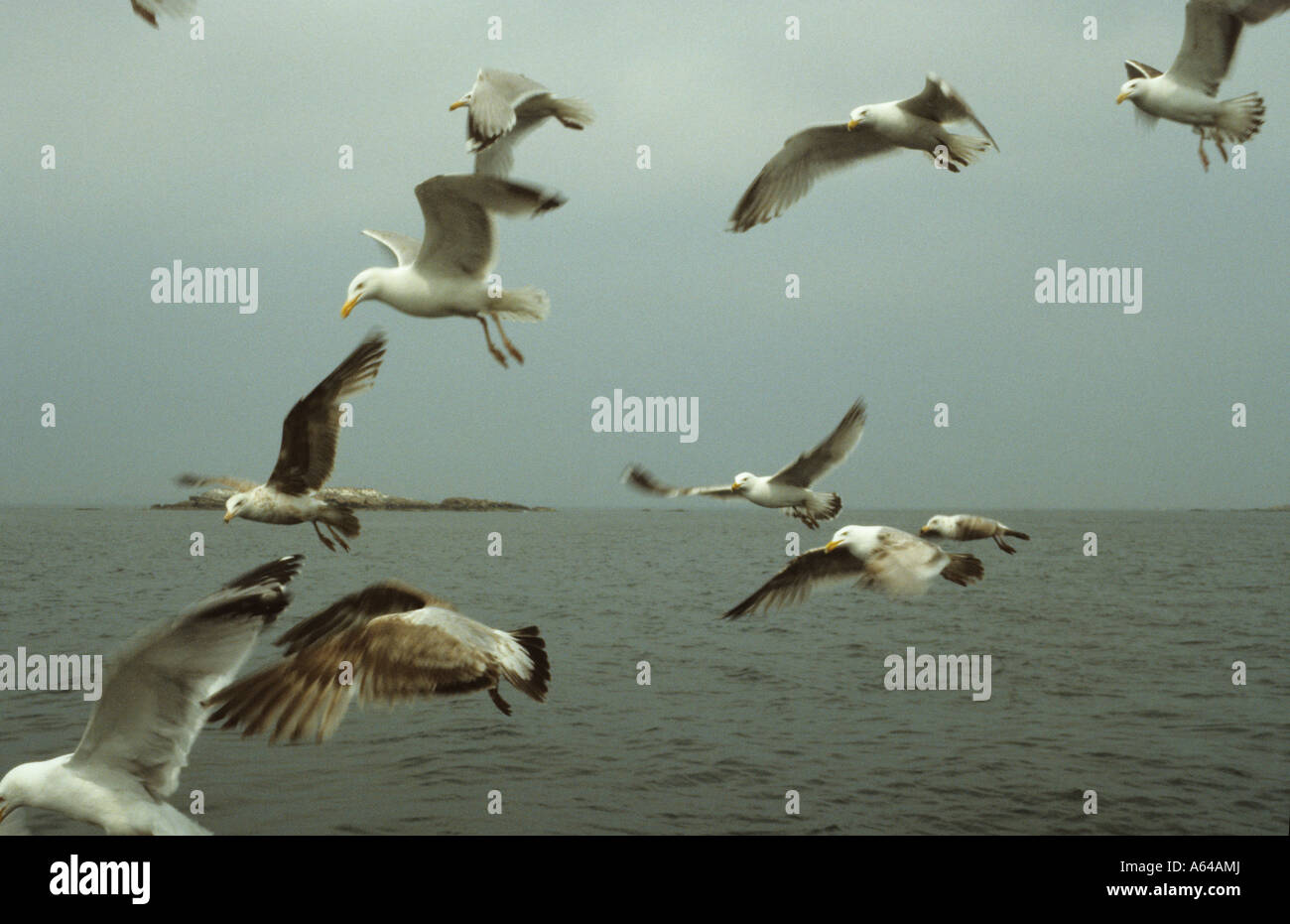 Flock of sea gulls in flight over open ocean on an overcast day Stock ...