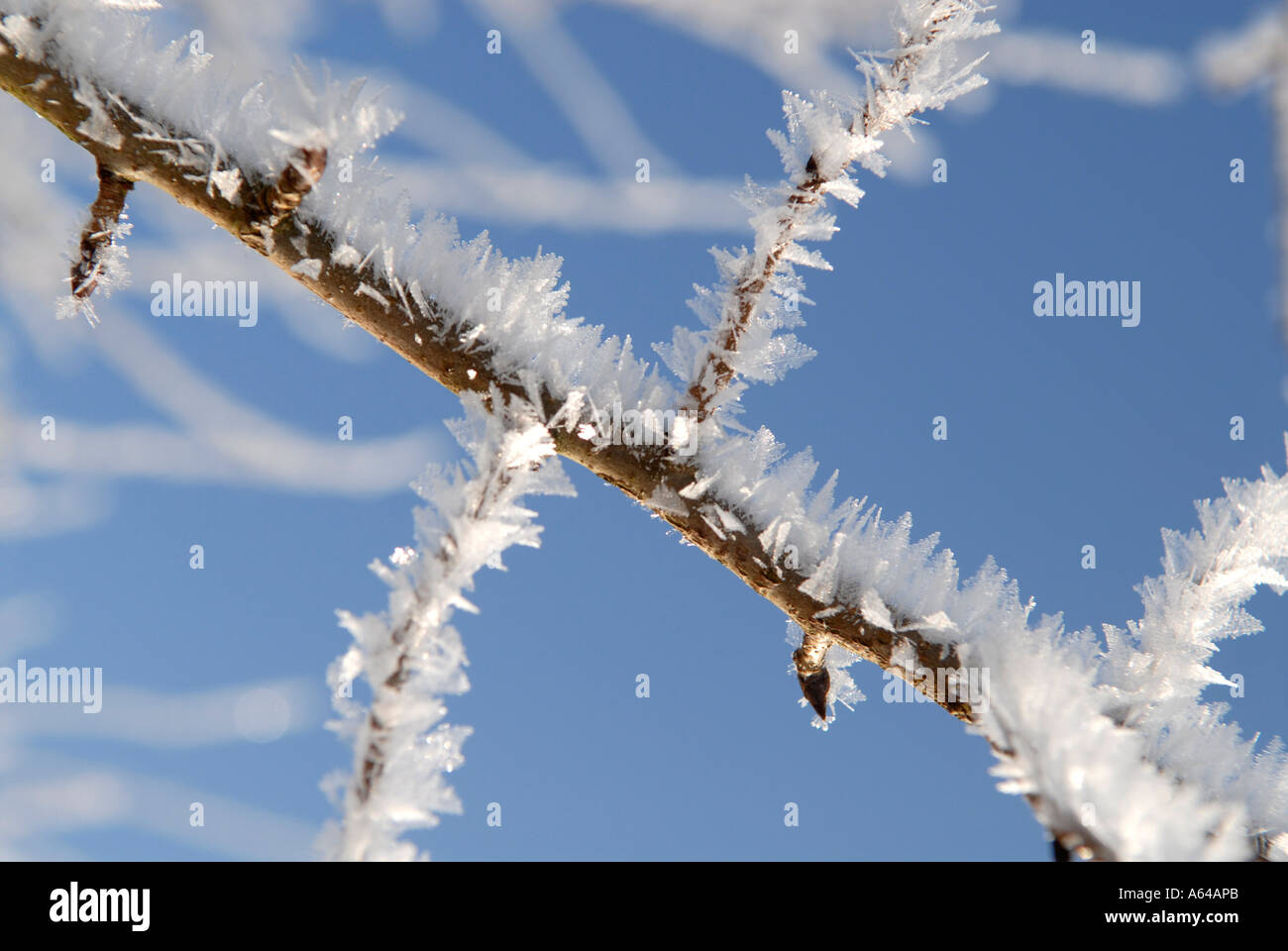 Frosted ice trees in winter landscape Stock Photo - Alamy