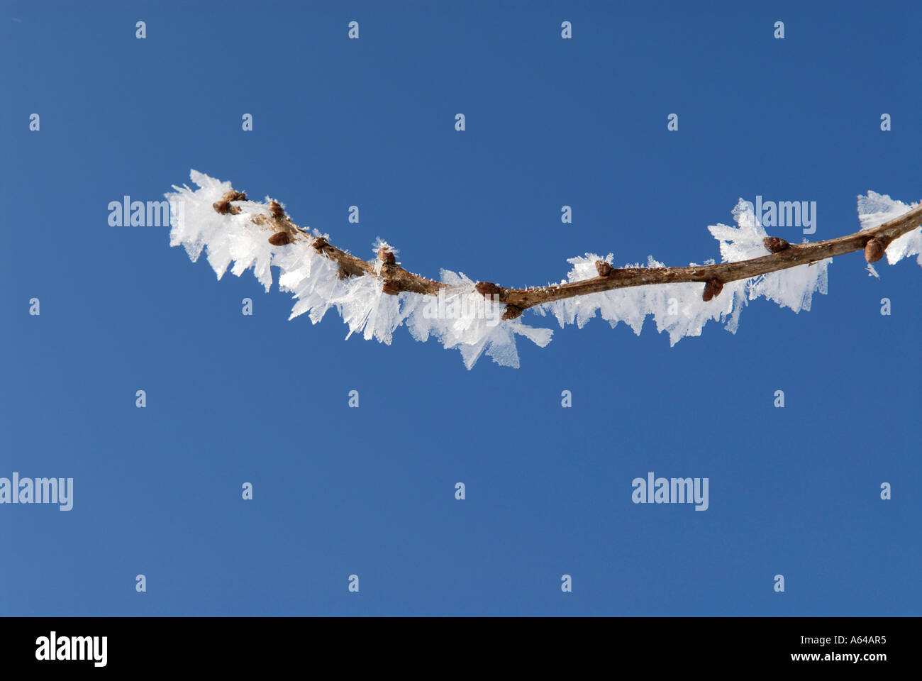 Frosted ice trees in winter landscape Stock Photo - Alamy