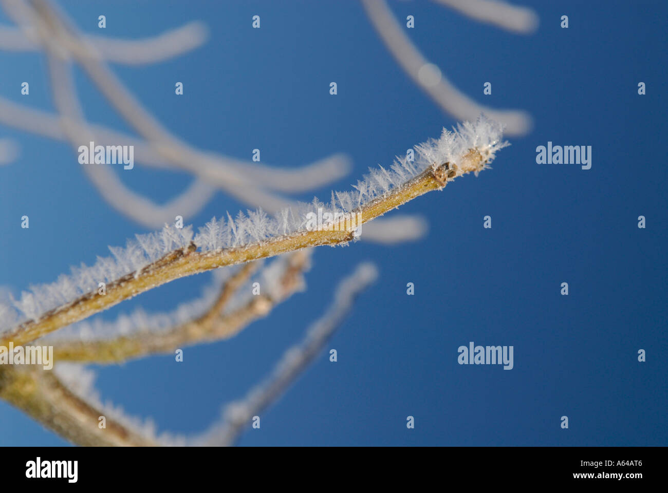 Frosted ice trees in hi-res stock photography and images - Alamy