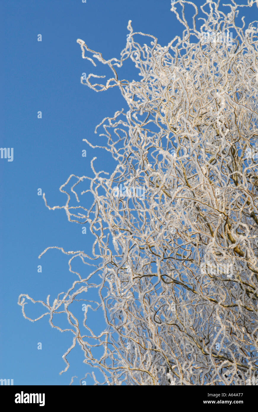 Frosted ice trees in winter landscape Stock Photo - Alamy