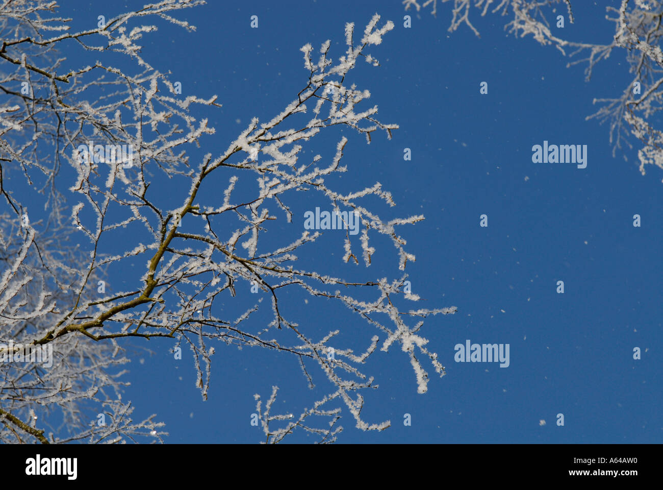 Frosted ice trees in winter landscape Stock Photo - Alamy