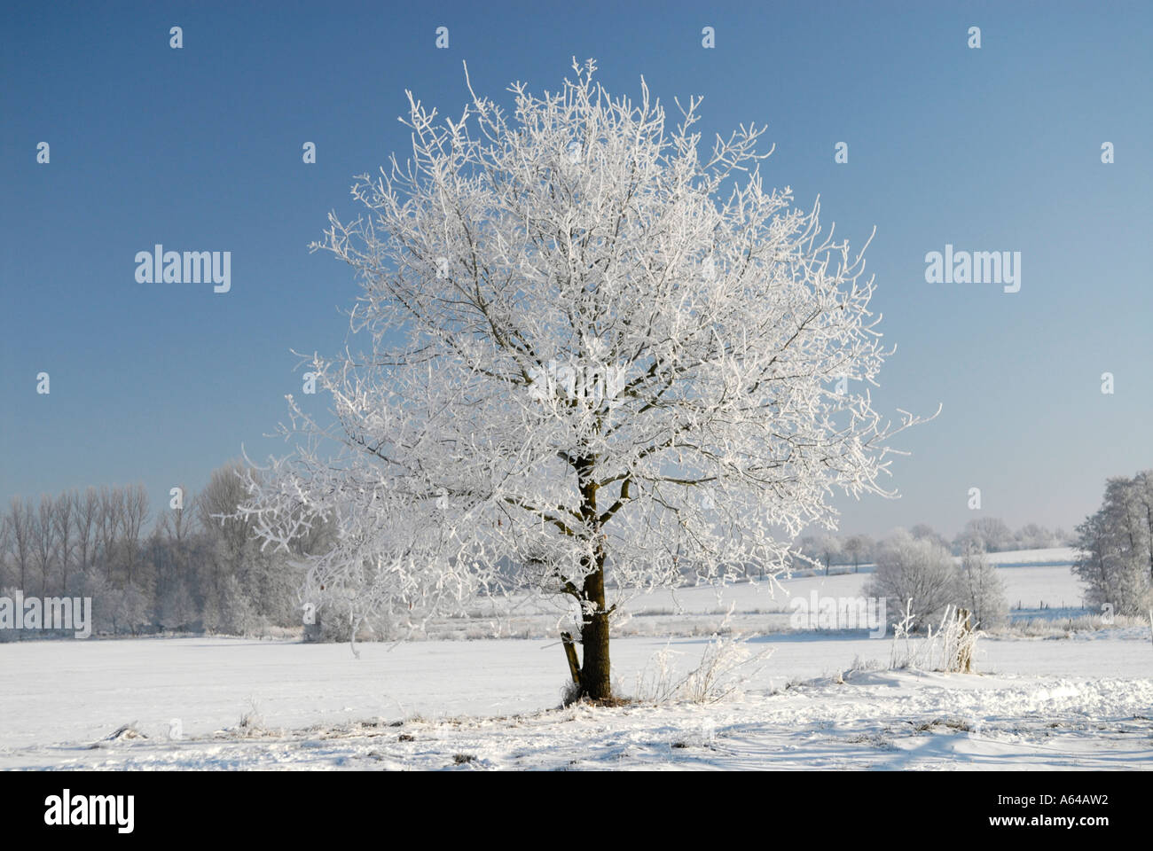 Frosted ice trees in winter landscape Stock Photo - Alamy