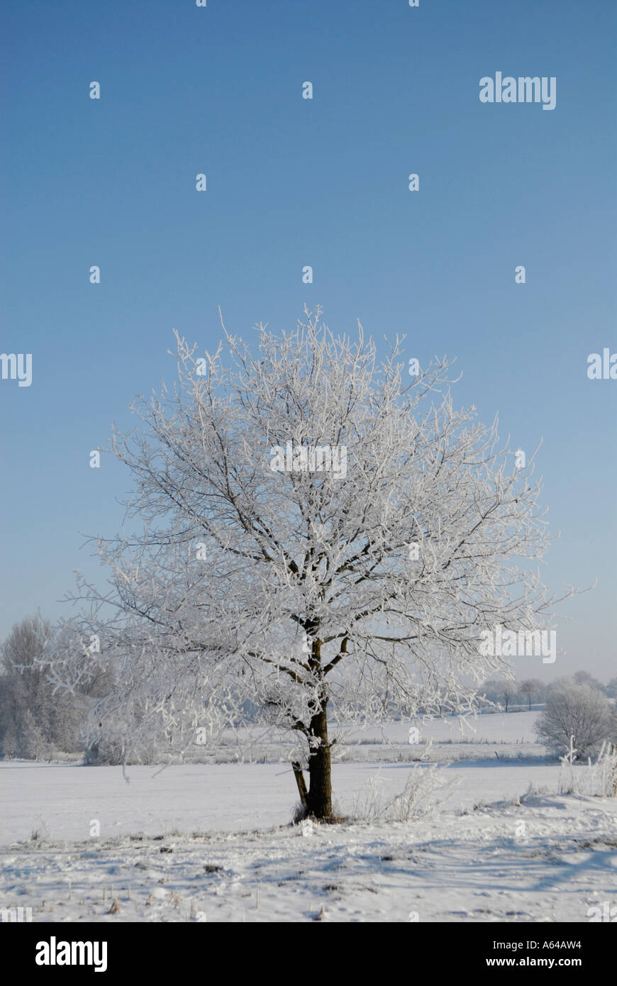 Frosted ice trees in winter landscape Stock Photo - Alamy