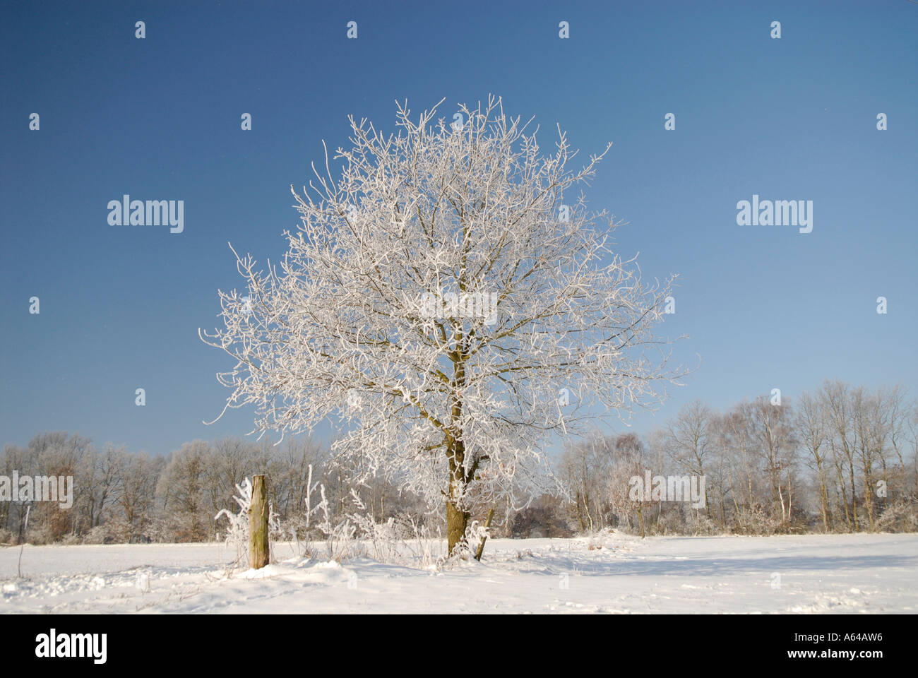 Frosted ice trees in winter landscape Stock Photo - Alamy