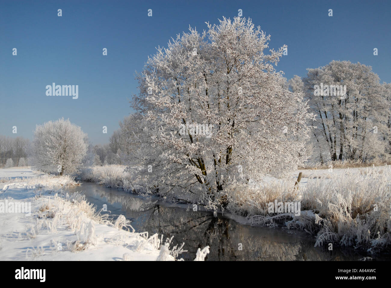 Thawing trees hi-res stock photography and images - Alamy