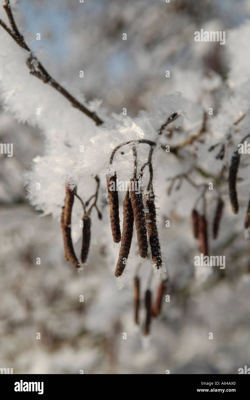 Frosted ice trees in winter landscape Stock Photo - Alamy