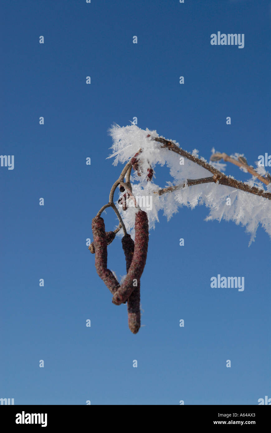 Winter landscape snow alder trees hi-res stock photography and images ...