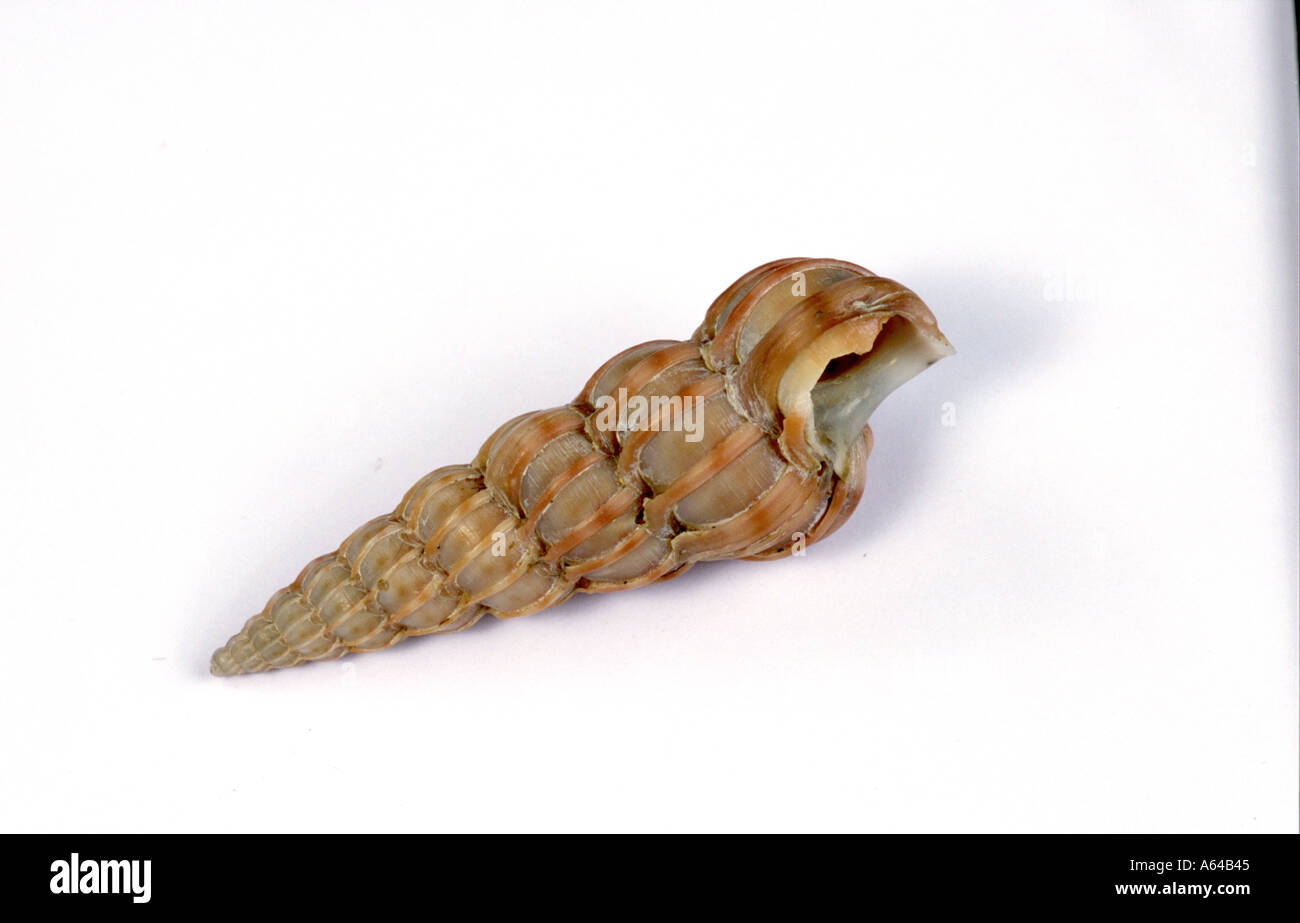 Bubble shell Vitreolina spp Ainsdale Merseyside Stock Photo - Alamy