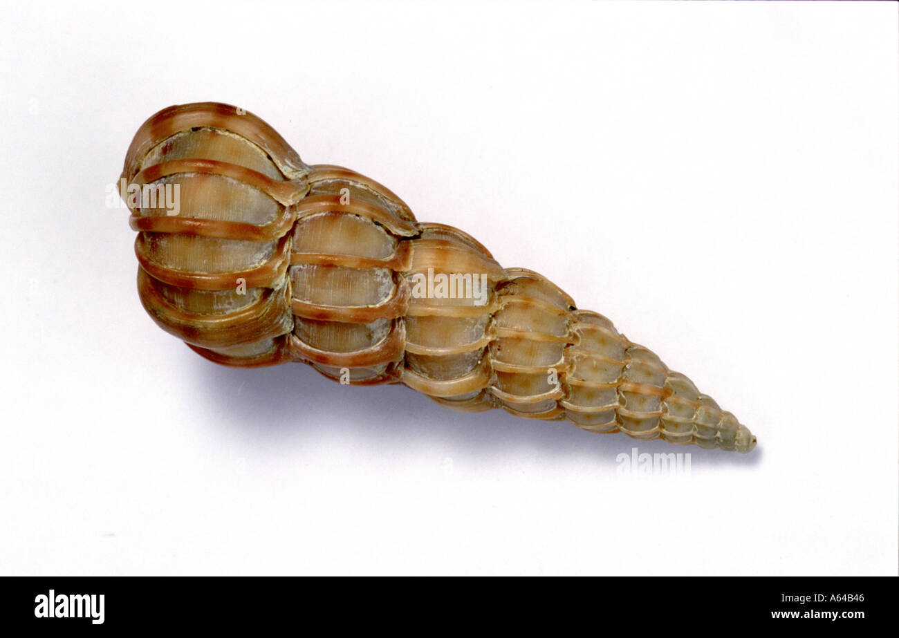 Bubble shell Vitreolina spp Ainsdale Merseyside Stock Photo - Alamy