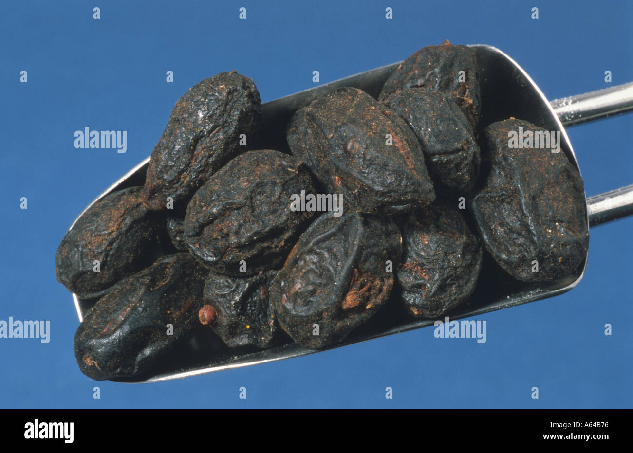 Sabal fruit hi-res stock photography and images - Alamy