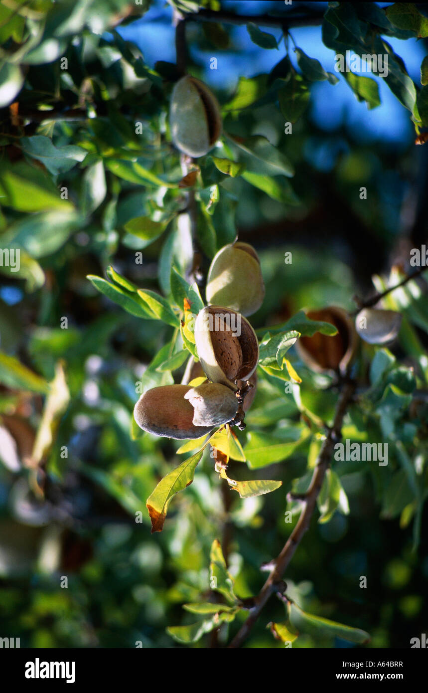 almond on tree island of mallorca balearic islands spain Stock Photo ...