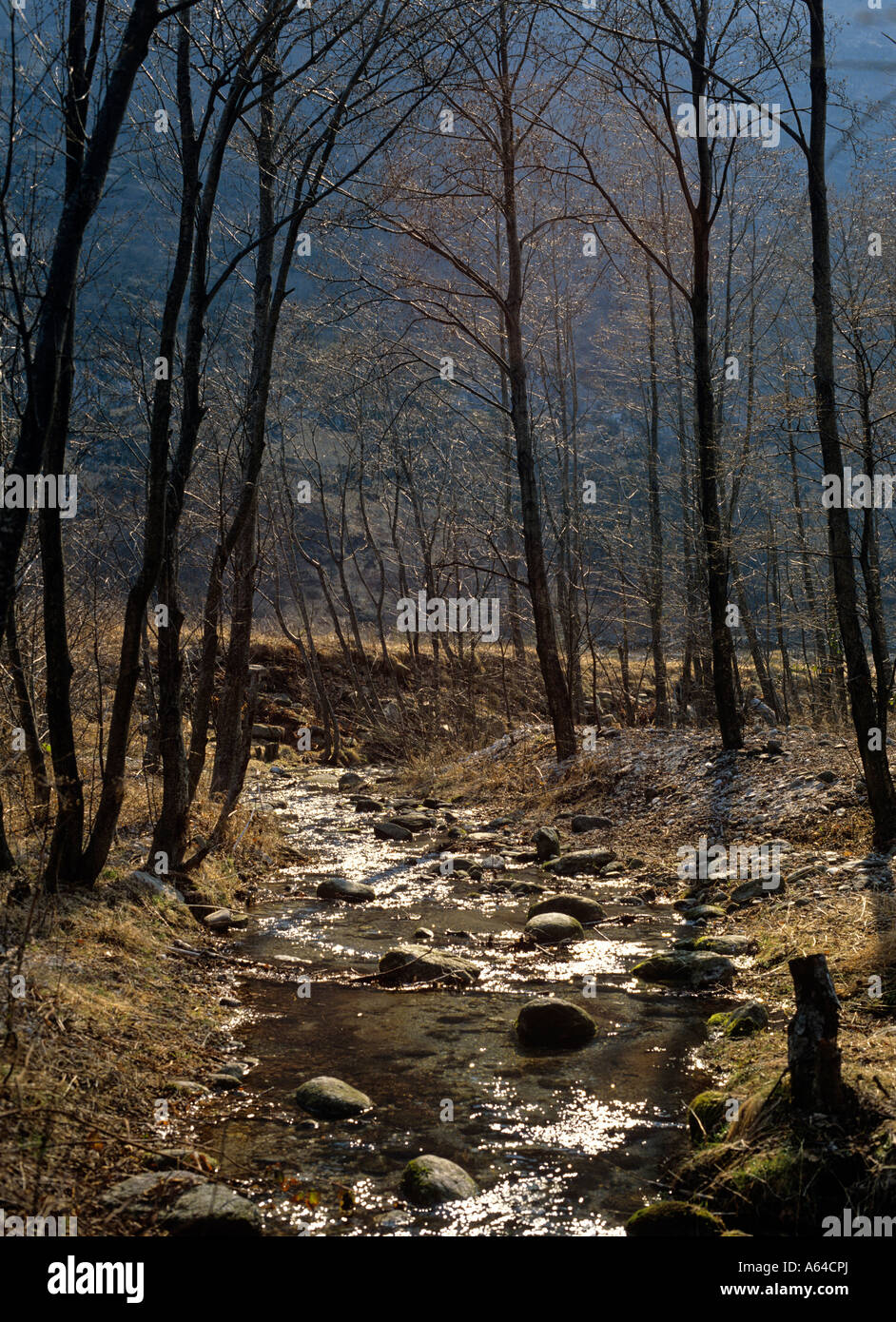 anabranch of verzasca creek verzasca valley swiss alpes canton of ...