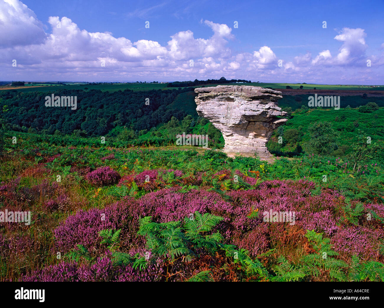 Heather on the Bridestones area of the North Yorkshire Moors Stock ...