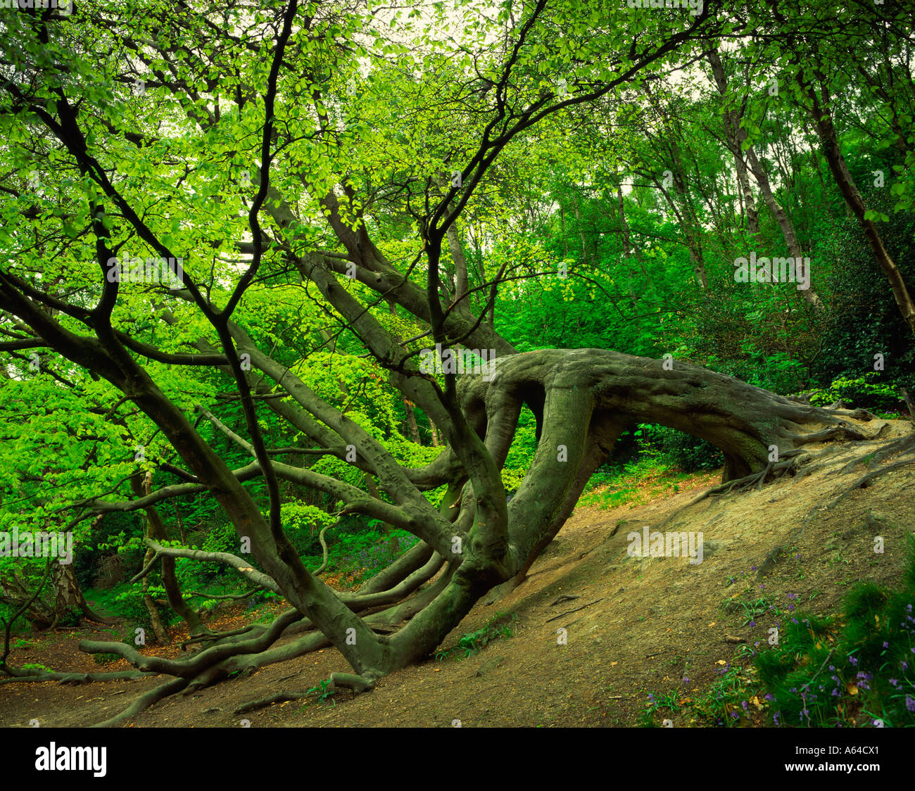 Fallen tree on Sutton Bank north yorkshire Stock Photo - Alamy