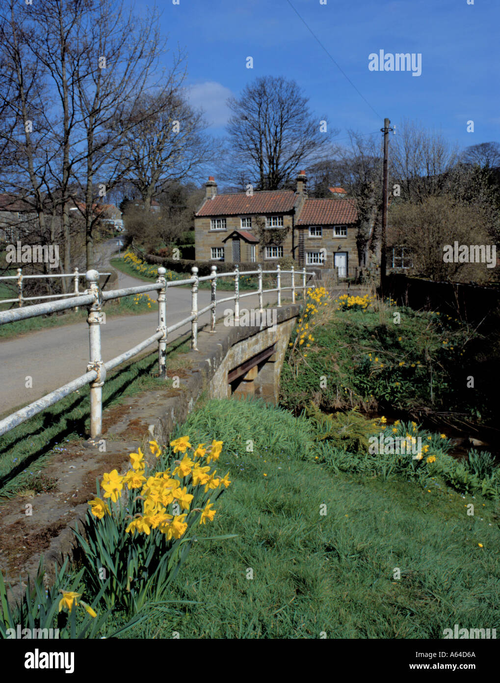 A host of golden daffodils and stone cottages, Chop Gate village, North ...