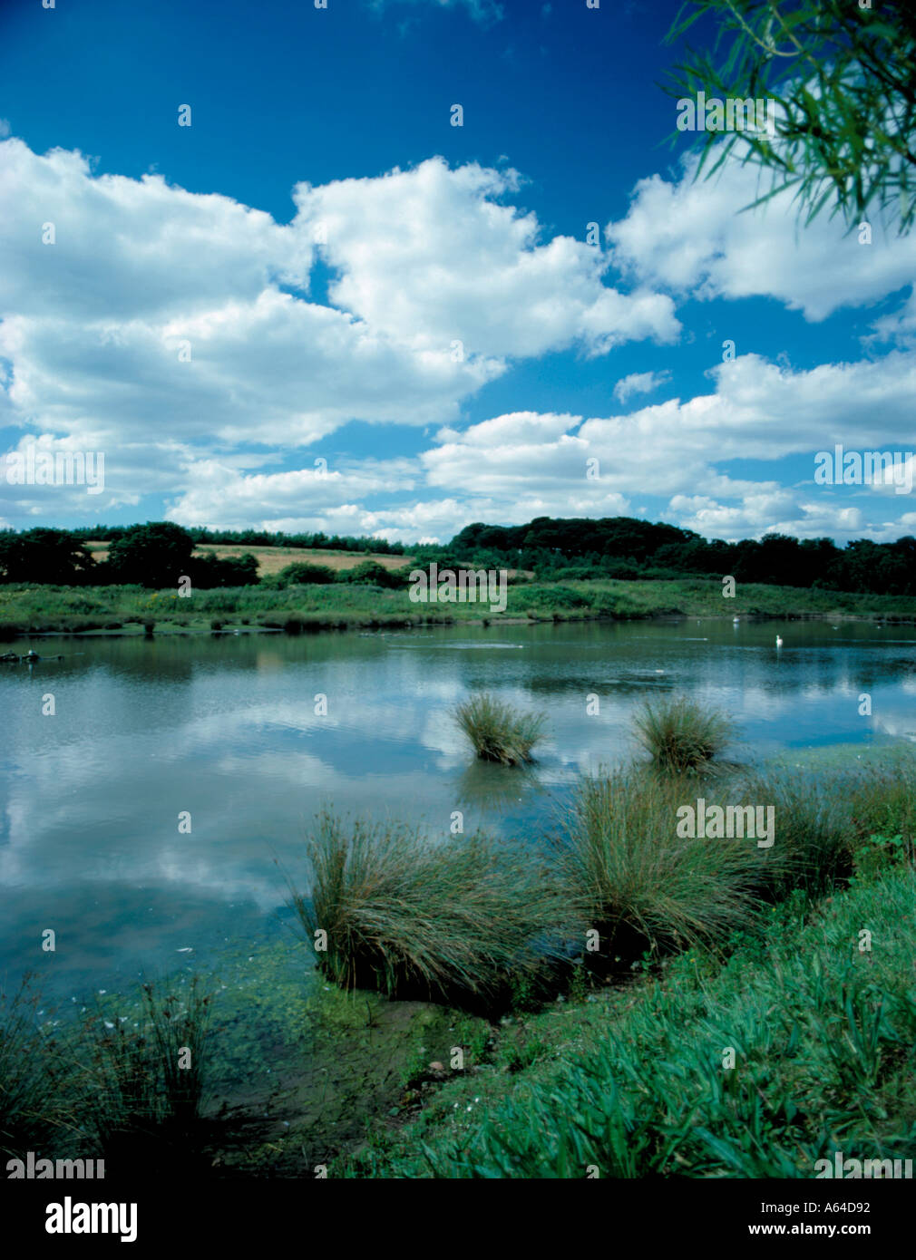 Marshland at a conserved wetland area in the Wear valley, Co. Durham ...