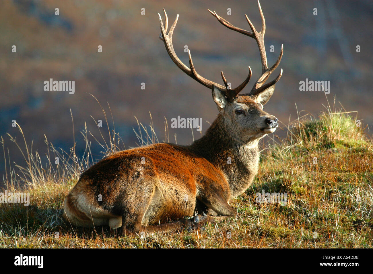 Wild red deer stag cervus elaphus with mountain background Scottish ...