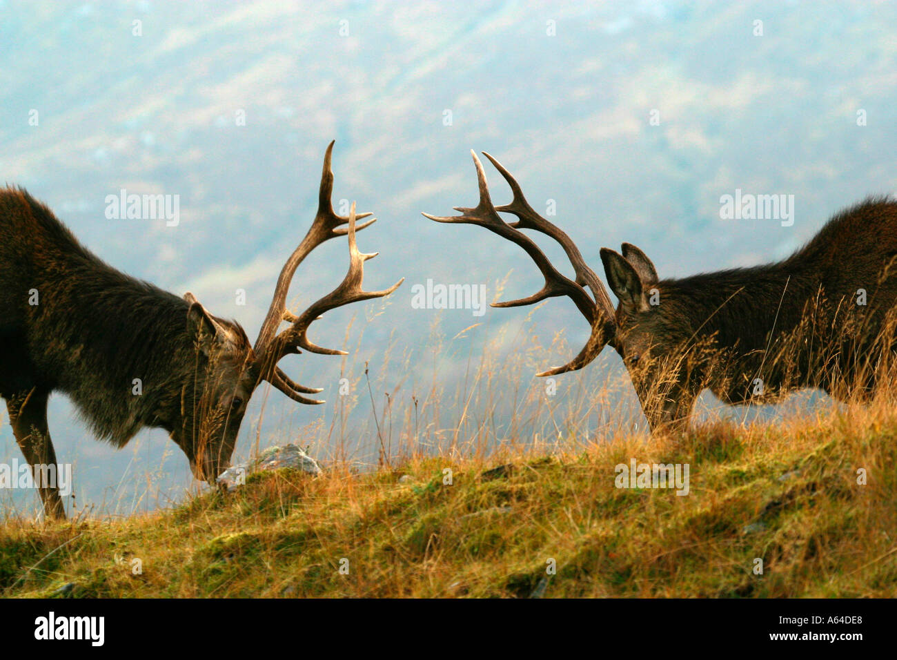 Wild red deer stags cervus elaphus fighting during rut with mountain ...